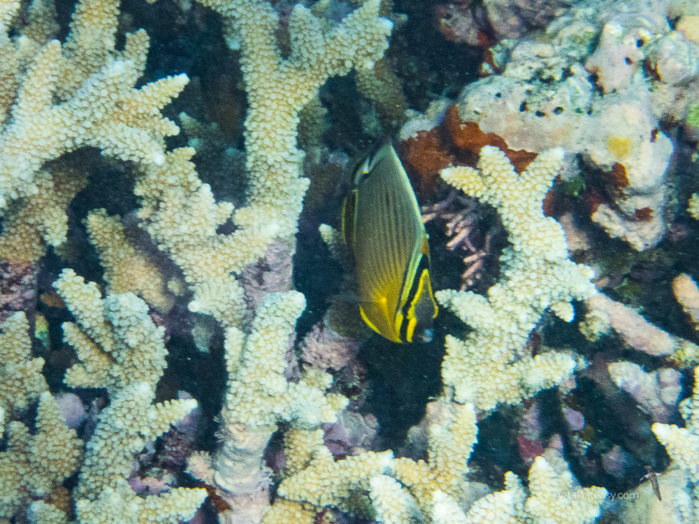 Rock & Roll at Boult Reef | Sv-Anui