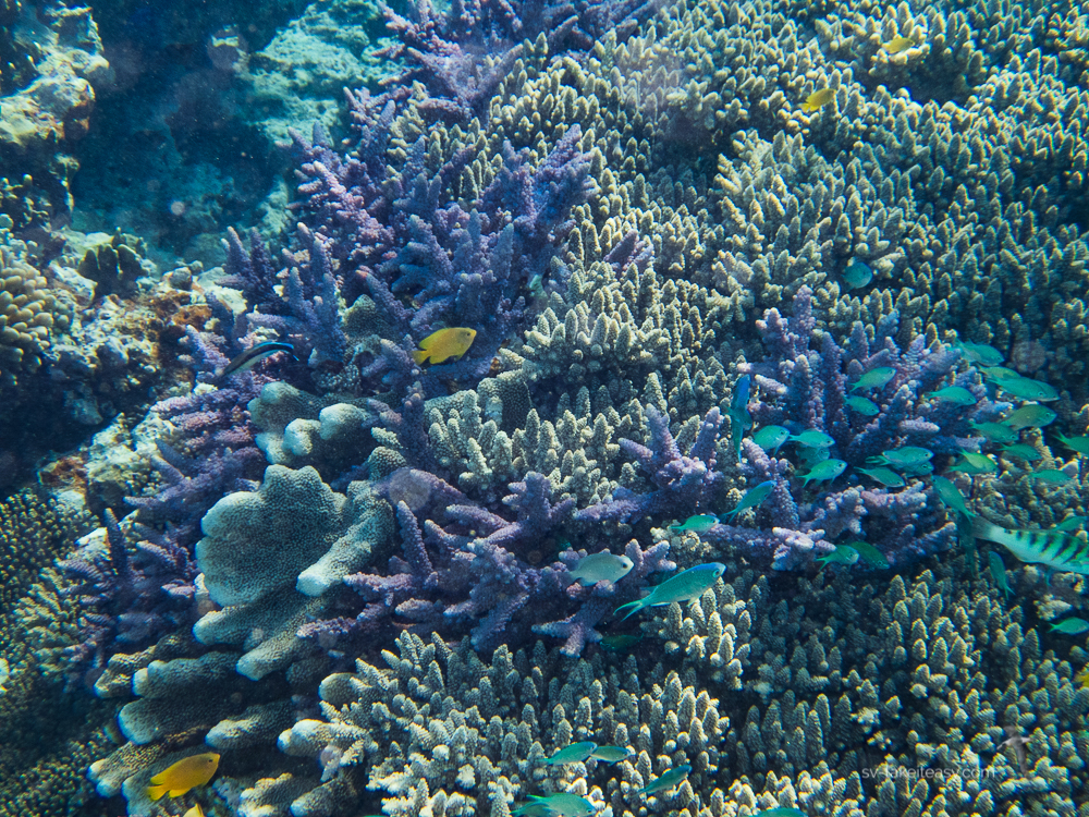 Rock & Roll at Boult Reef | Sv-Anui