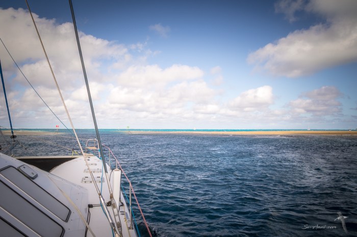 Back to the old faithful: Lady Musgrave | Sv-Anui