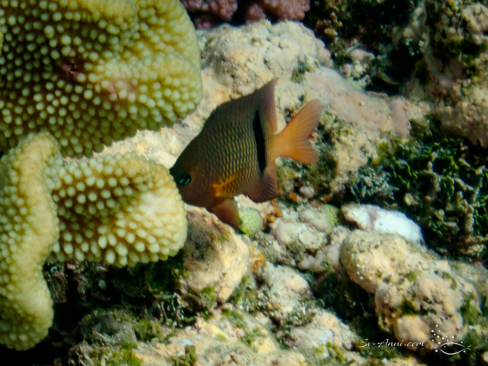 Last stop: Holmes Reef West | Sv-Anui