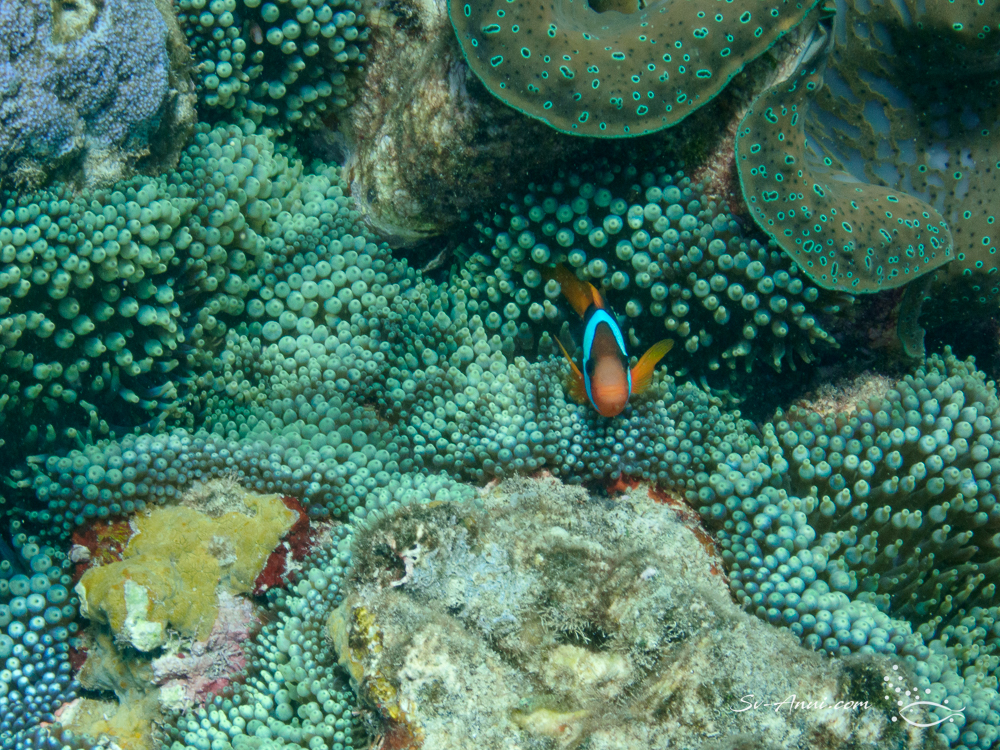 Two different reef personalities | Sv-Anui