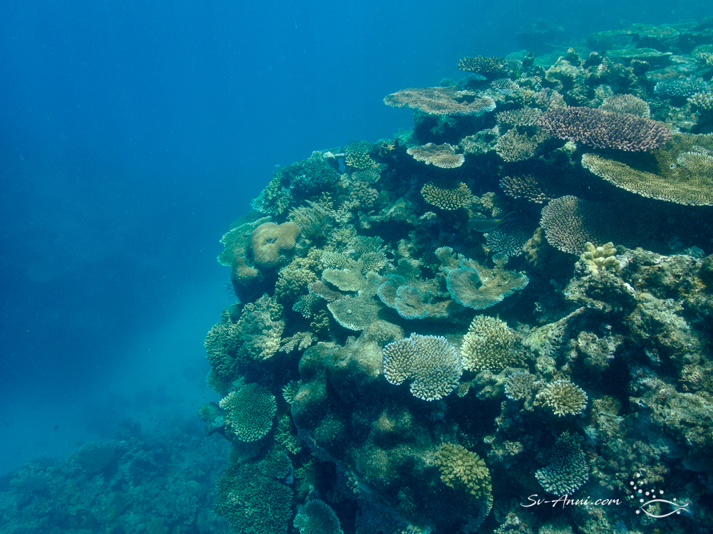 Two different reef personalities | Sv-Anui