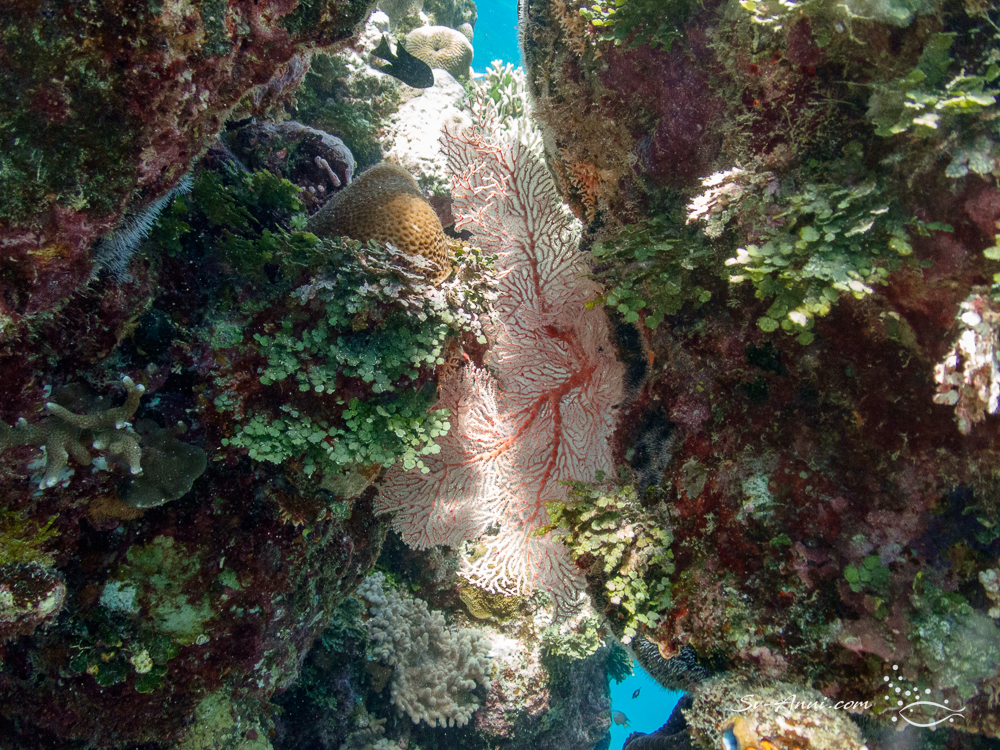 A lack lustre Ribbon Reef #5 | Sv-Anui