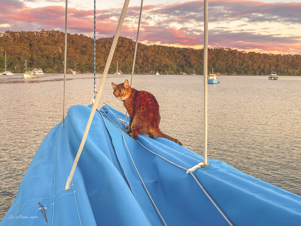 No luck finding a buddy boat yet! | Sv-Anui