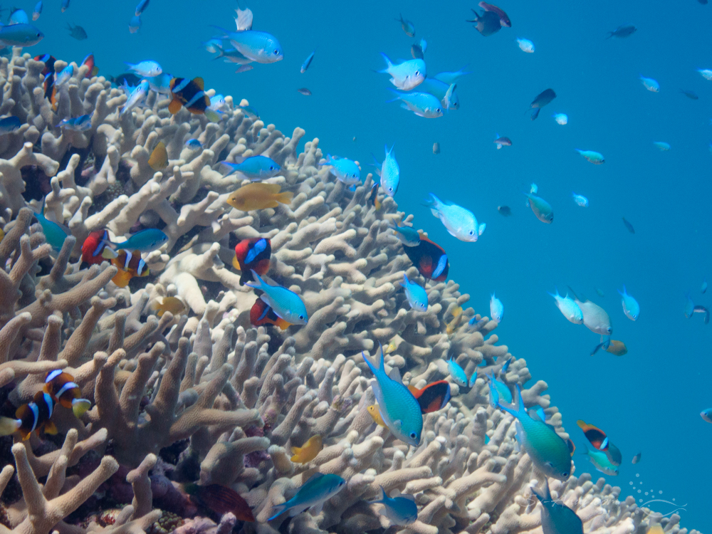 Swain Reefs Expedition – Part 2 | Sv-Anui