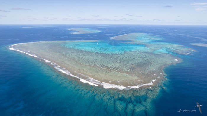 Swain Reefs Expedition – Part 3 | Sv-Anui