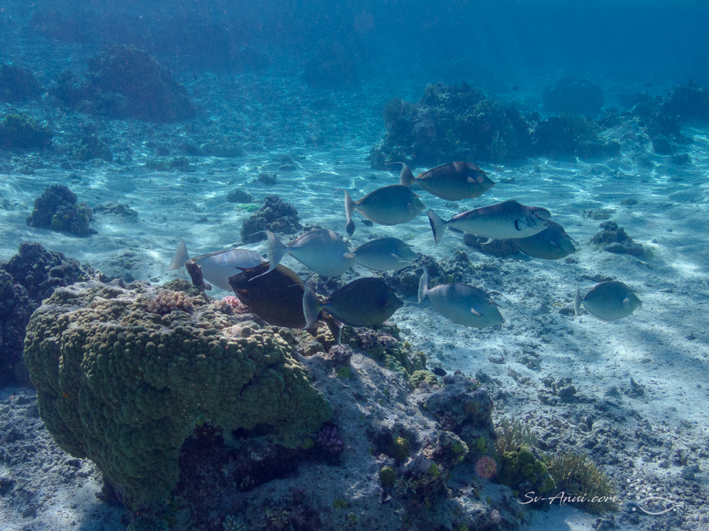 Coral Sea Atolls – Fredericks Reef | Sv-Anui