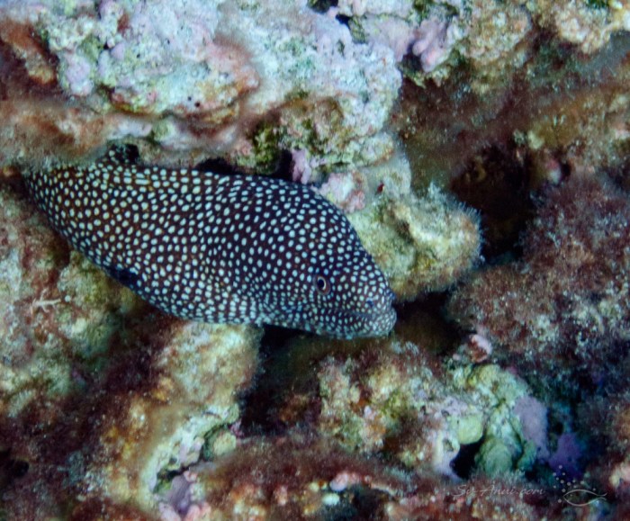 Coral Sea Atolls: Kenn Reefs | Sv-Anui