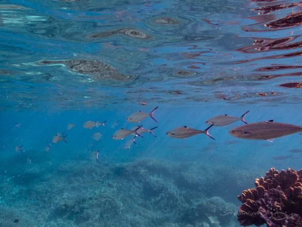 Snorkeling at Lady Elliot Then Hiding at Lady Musgrave | Sv-Anui