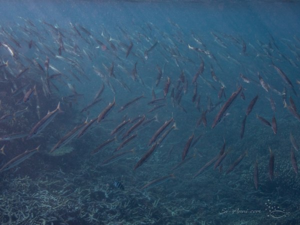 Snorkeling at Lady Elliot Then Hiding at Lady Musgrave | Sv-Anui